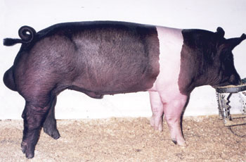 Stoelting Showpigs